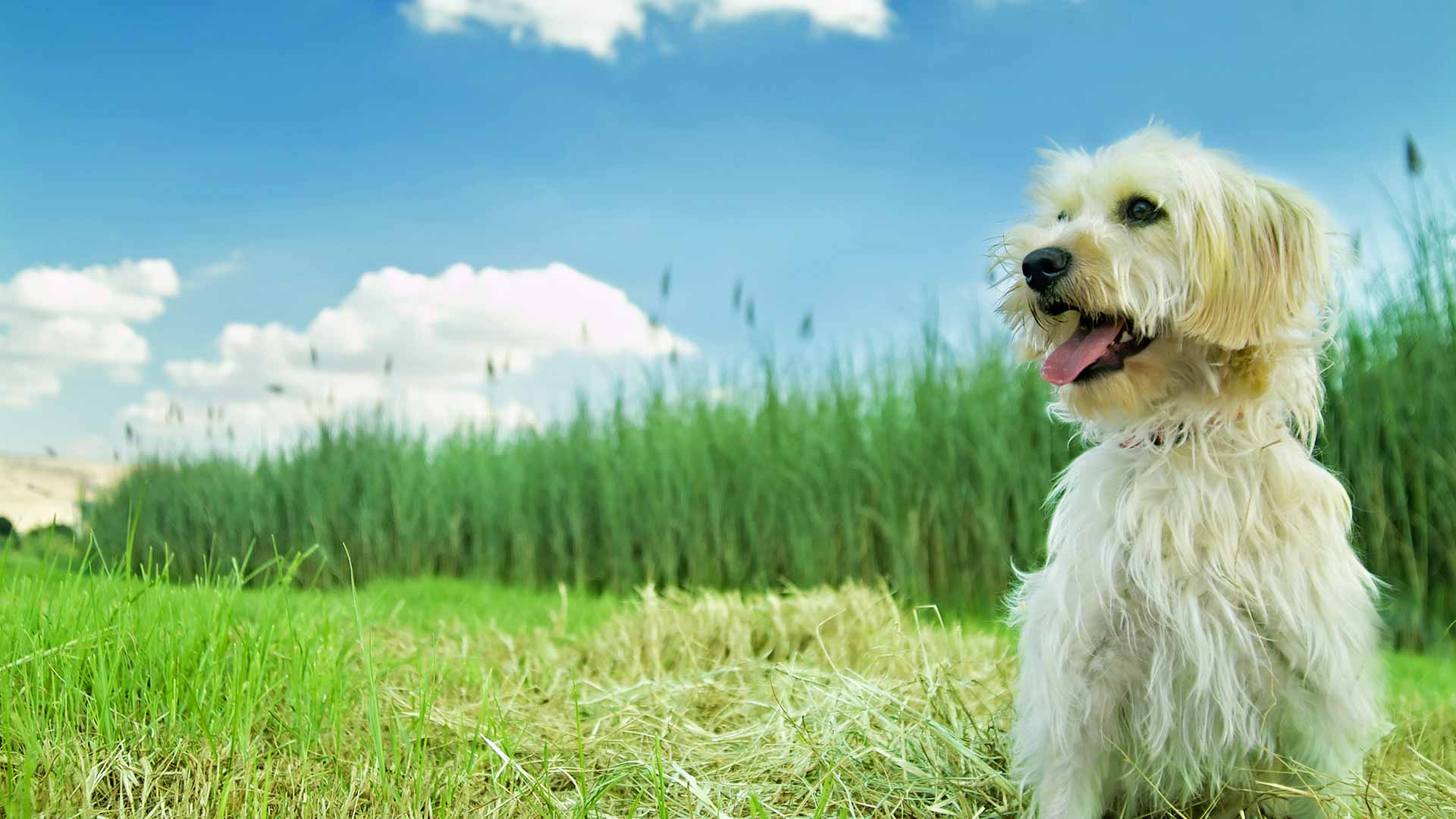 How Much Do Dog Walkers Charge Per Hour Uk How Much Do Dog Walkers Charge Per Hour Uk